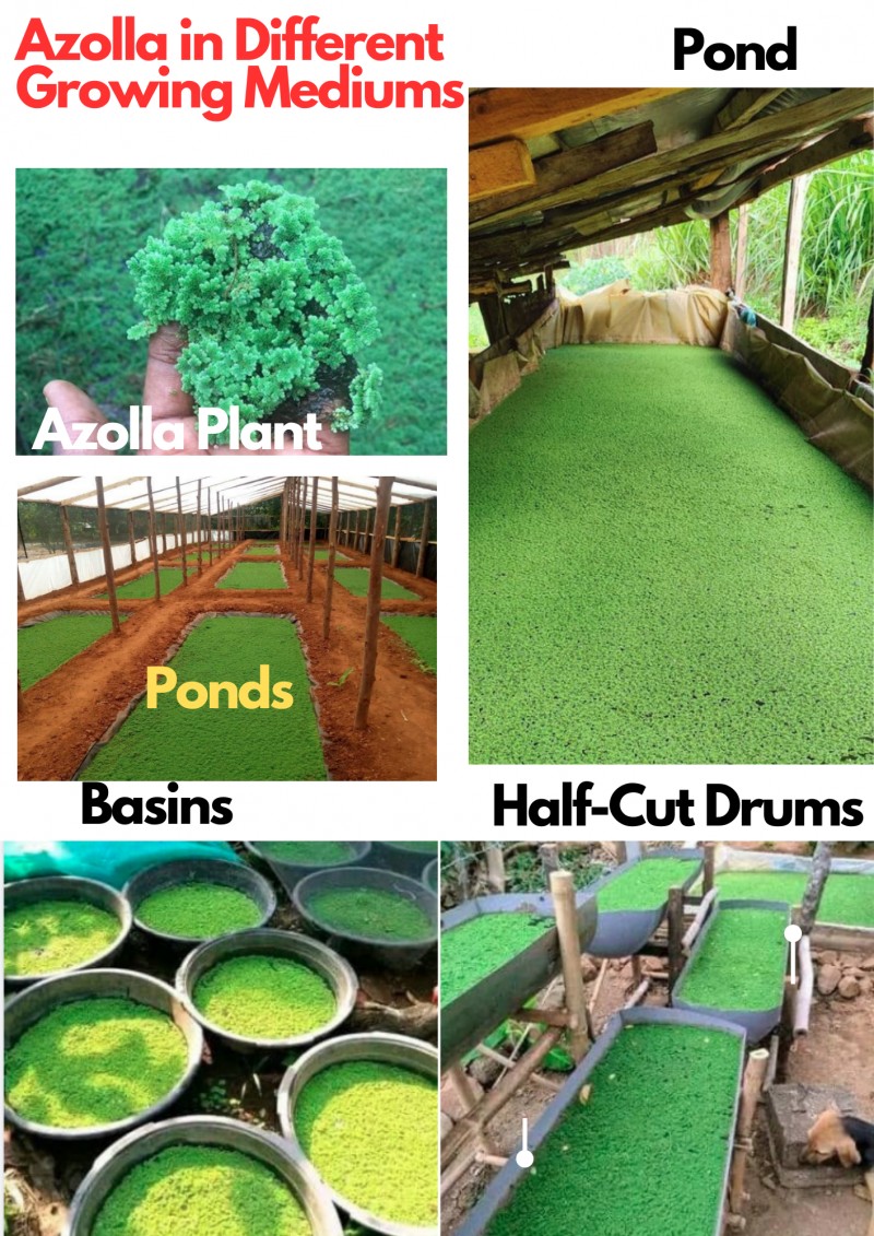 Buy Azolla Farming Guide e-Book by Mary Ikigu on Selar