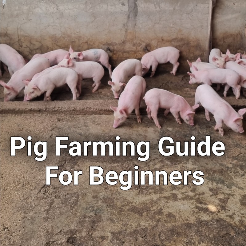 Types Of Pigs And Their Names Pdf - Infoupdate.org