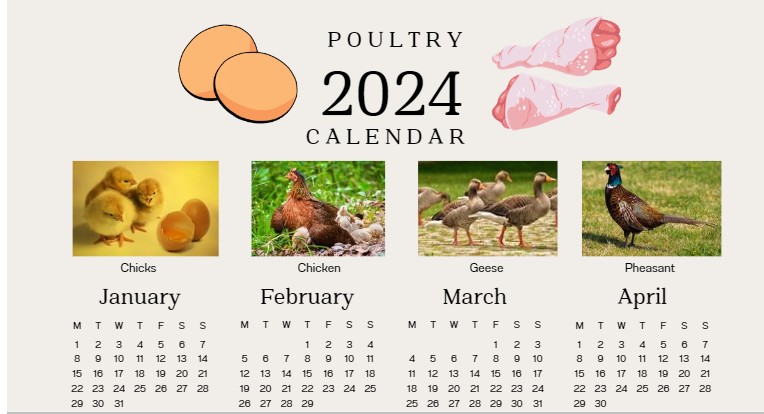 Get 2024 Poultry Calendar by njagi kigundu on Selar