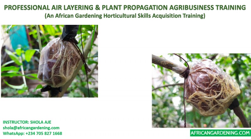 Buy Professional Air Layering & Plant Propagation Agribusiness Course ...