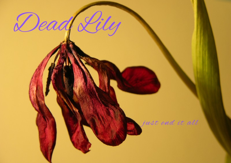 Buy Dead Lily by Oluwatosin Akintan on Selar
