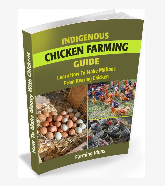 Buy Indigenous Chicken Farming Manual by Shina Farms on Selar