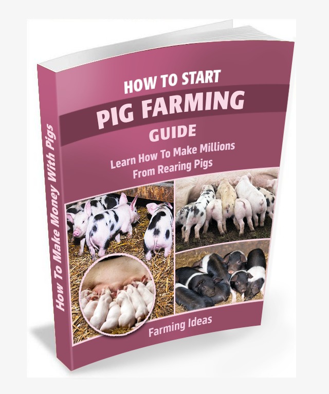 Buy Pig Farming Manual Ebook by Shina Farms on Selar
