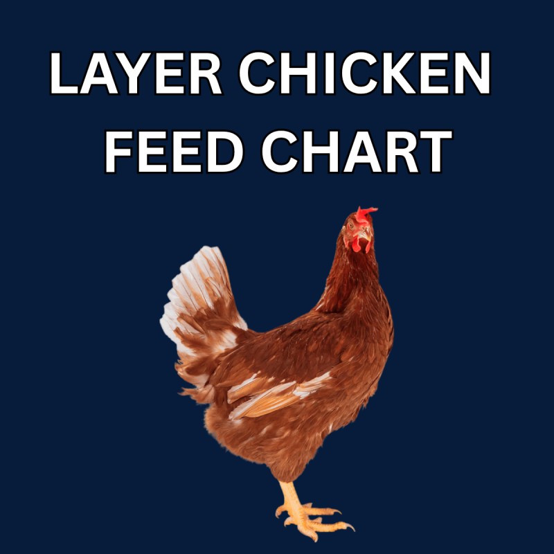 Get Layer Feed Chart (Manual Guide from day 1 to week 18) by Gloser Poultry on Selar