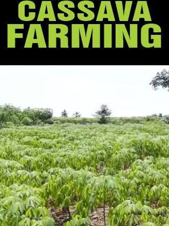 Buy Cassava Farming Guide by Obi360 Farms on Selar