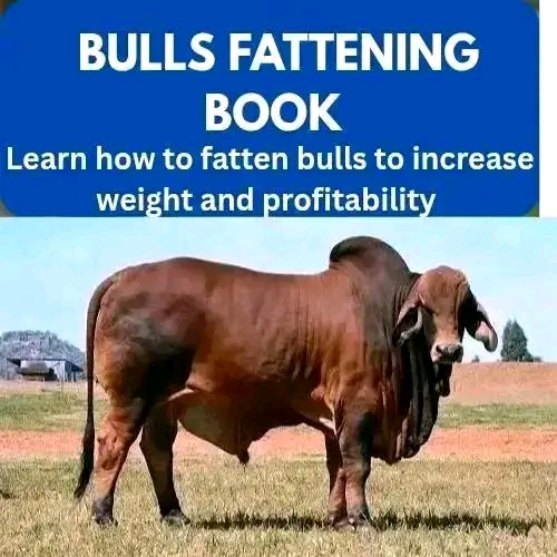 Buy BULLS FATTENING BOOK by Agribusiness Experts on Selar