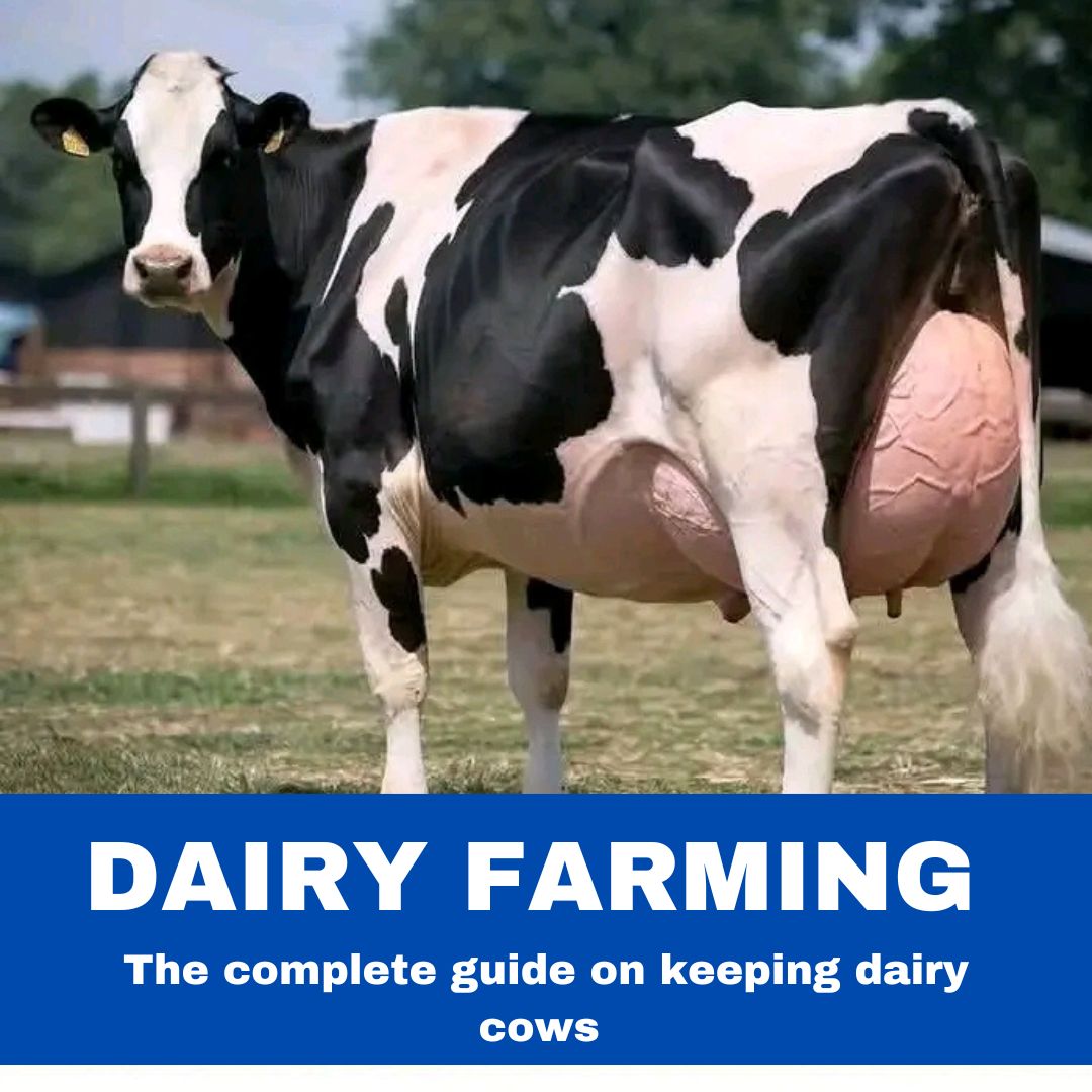Buy DAIRY FARMING BOOK by Agribusiness Experts on Selar