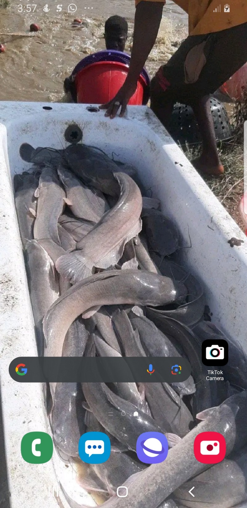 Buy Fishes by Aladeyelu Seun on Selar