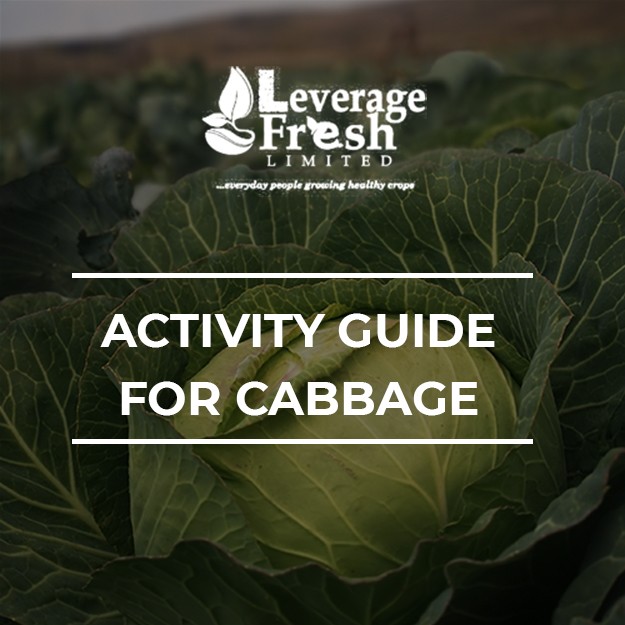 Buy ACTIVITY GUIDE FOR CABBAGE by Leverage Fresh on Selar