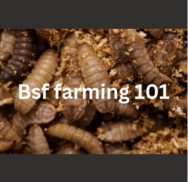 Buy Black soldier fly farming training/ mentorship by Mack Diasa Farms ...