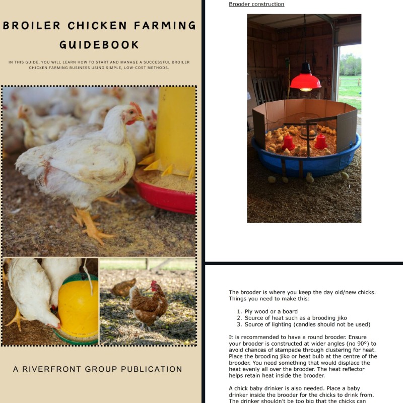 Buy Broiler Chicken Farming Guidebook (Ebook) by Riverfront Foods on Selar