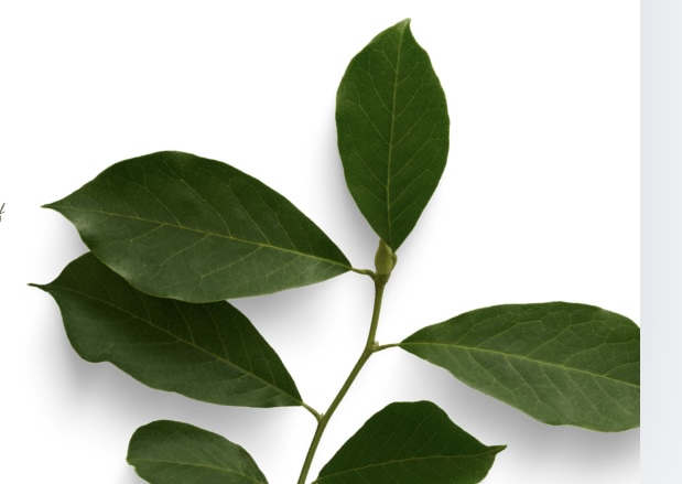 Buy Compote yourself by Victory Egbo on Selar