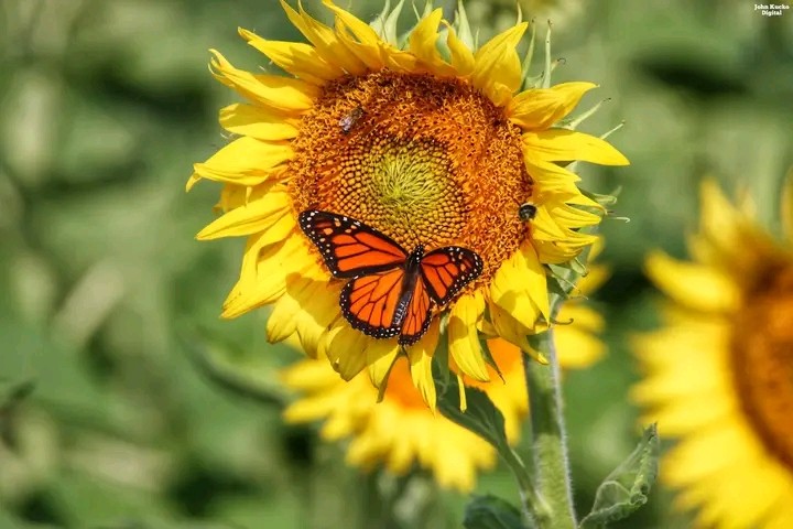 Buy Ukraine ⛅ sunflower by Fun Arena on Selar