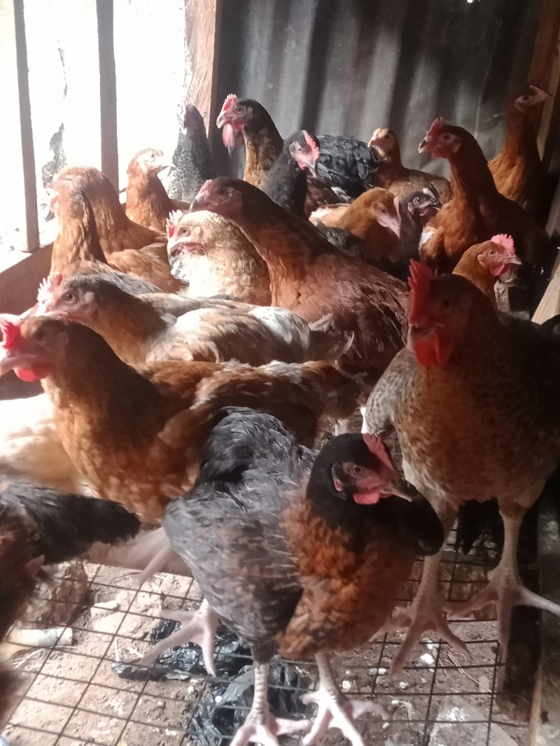Buy The Complete Guide to Poultry Farming: Everything You Need to Know ...