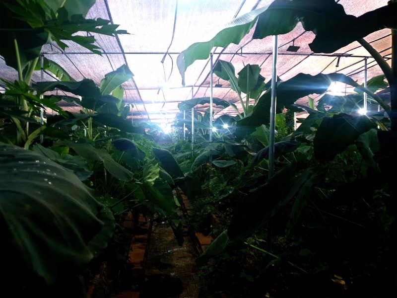 Buy Snail Farming Blueprint by Michael Ezeanaka on Selar