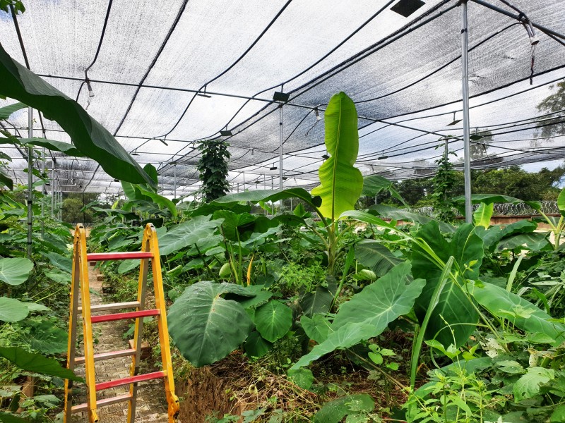Buy Snail Farming Blueprint by Michael Ezeanaka on Selar